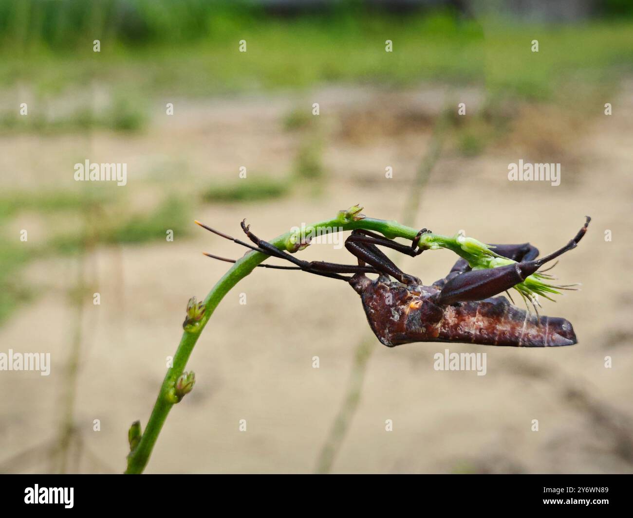 Coreid leaf footed bugs climbing on the creeping weed plant Stock Photo ...