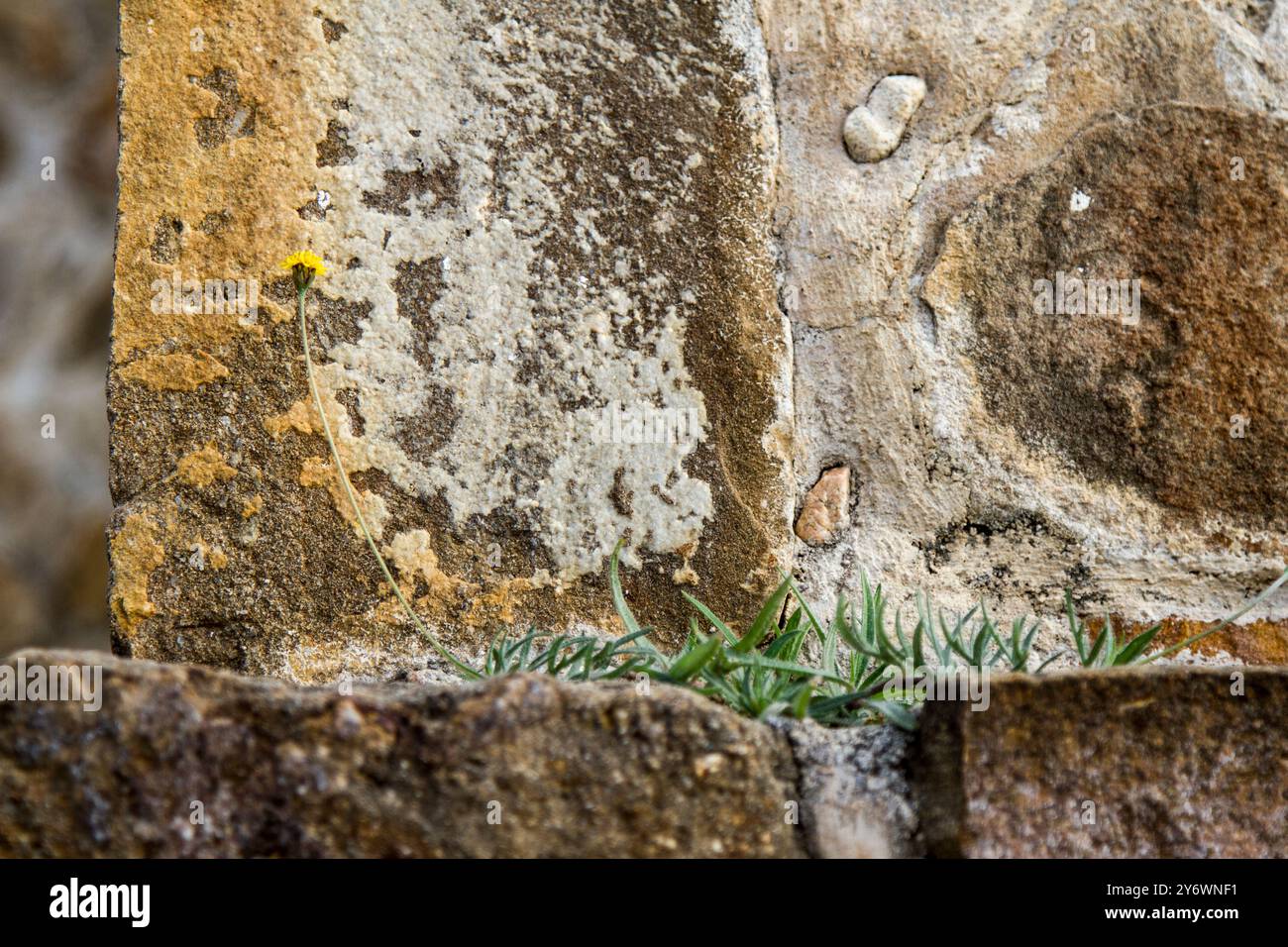 Stone texture grass growing hi-res stock photography and images - Alamy