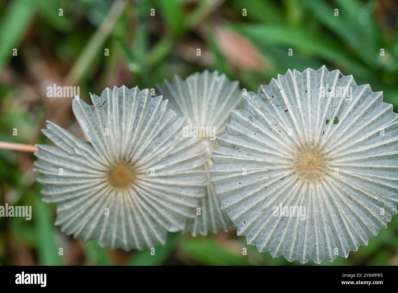 The wild pleated inkcap mushrooms sprouting out from the decaying trunk ...