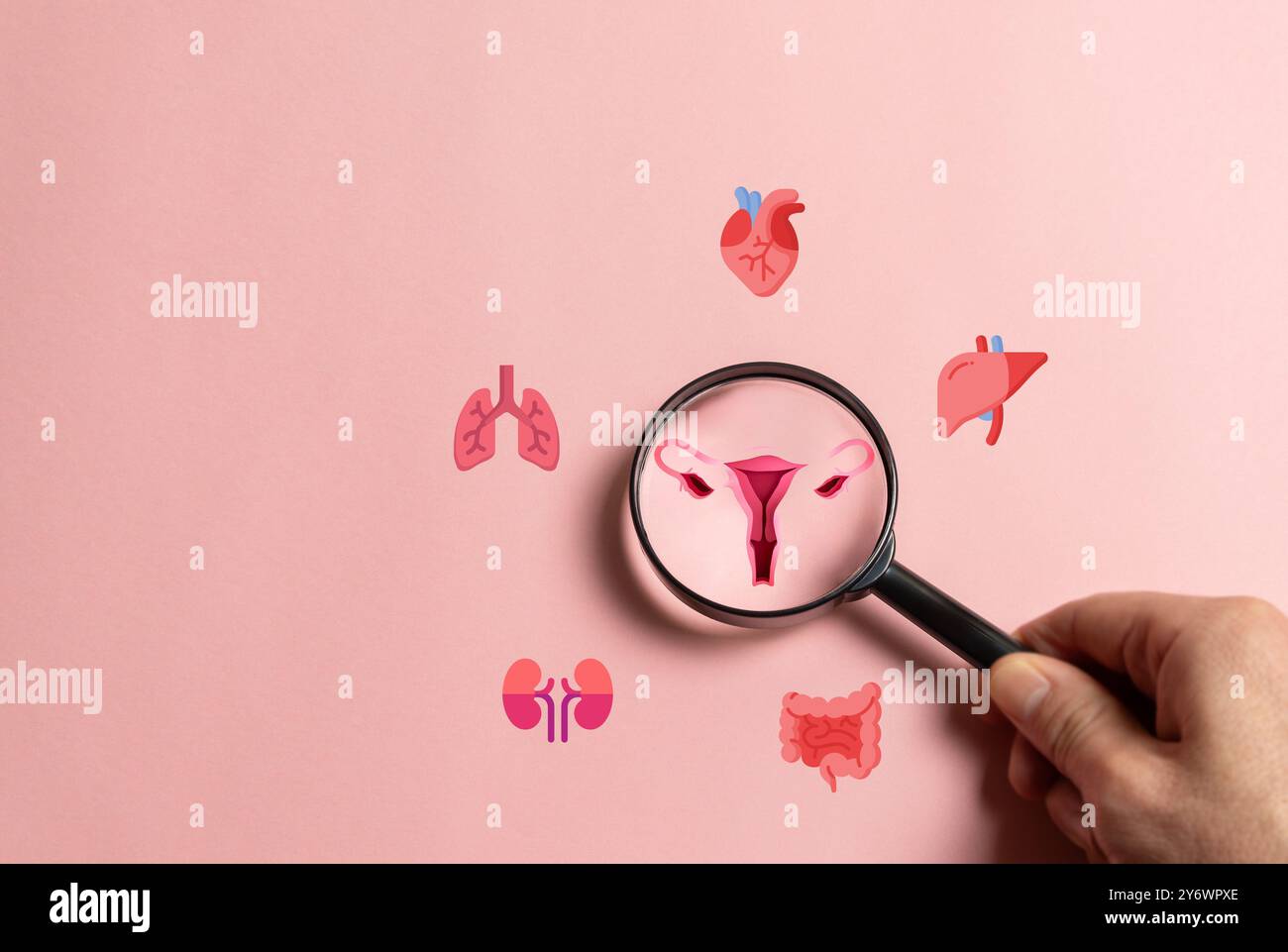 healthy female concept. female reproductive system of the uterus, women ...