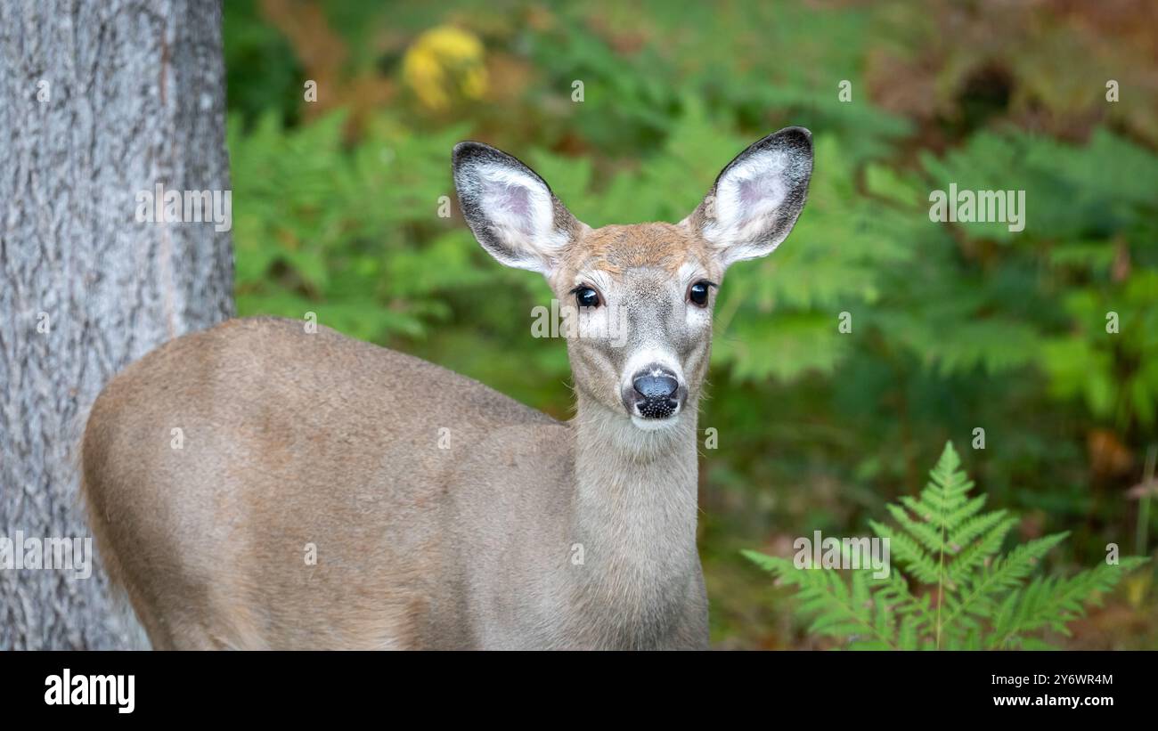 Two White Tailed Deer fawn with ears up, look cautiously toward the ...
