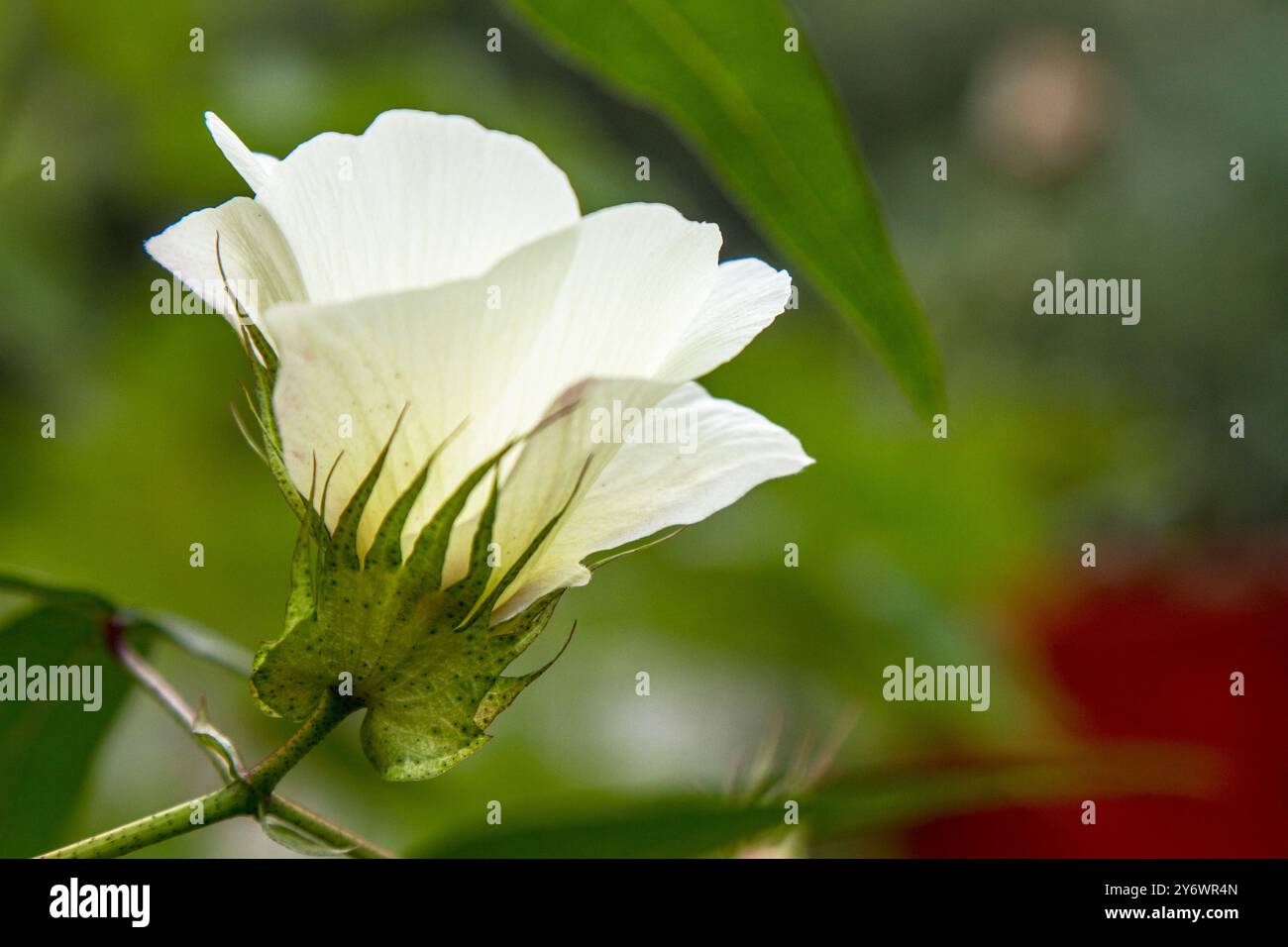 A white fower in a garden Stock Photo - Alamy
