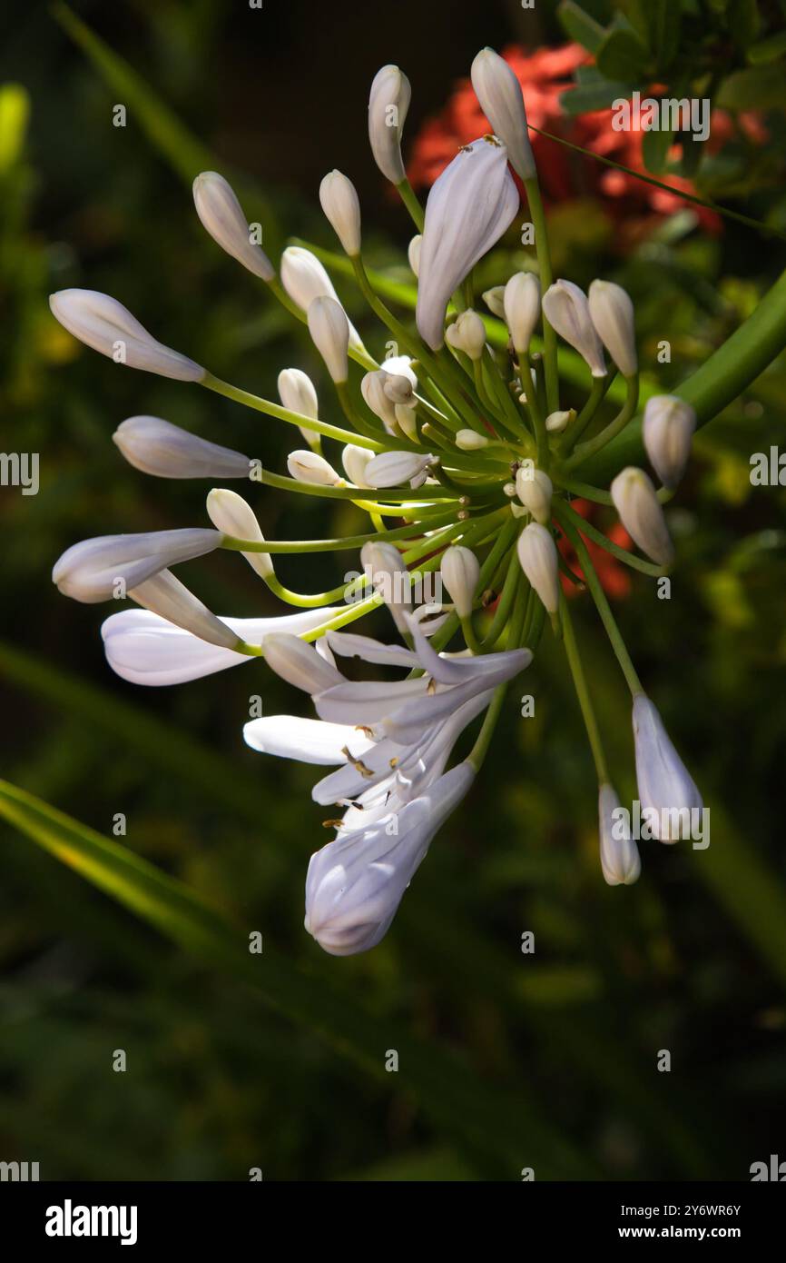 Showcasing elongated petals hi-res stock photography and images - Alamy