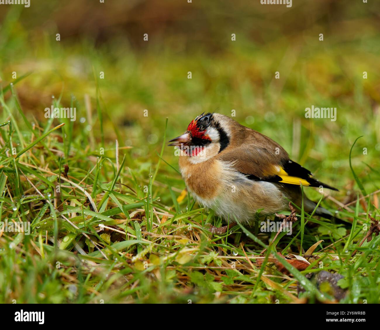 A fluffy goldfinch on the ground eating grass seeds Stock Photo - Alamy