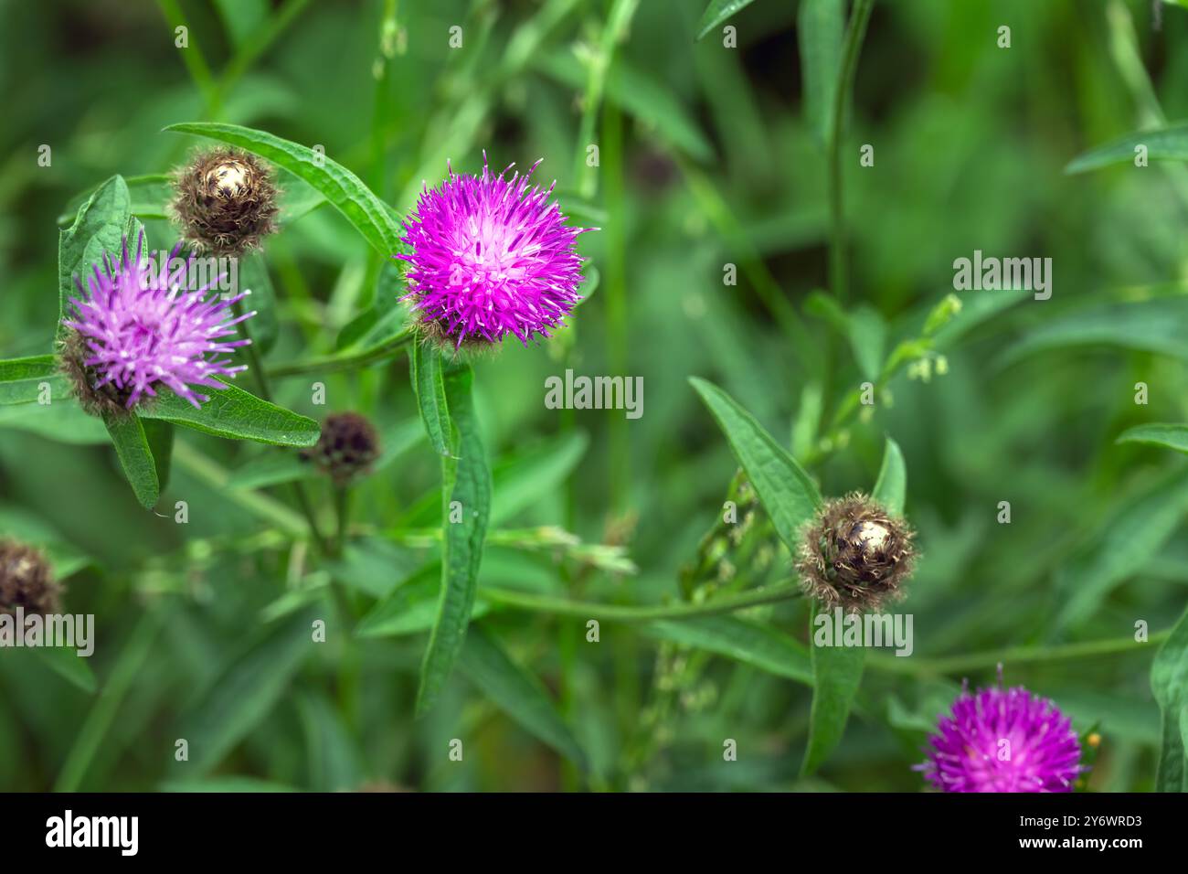 Purple flower of Centaurea nigra or black knapweed in summer, close up ...