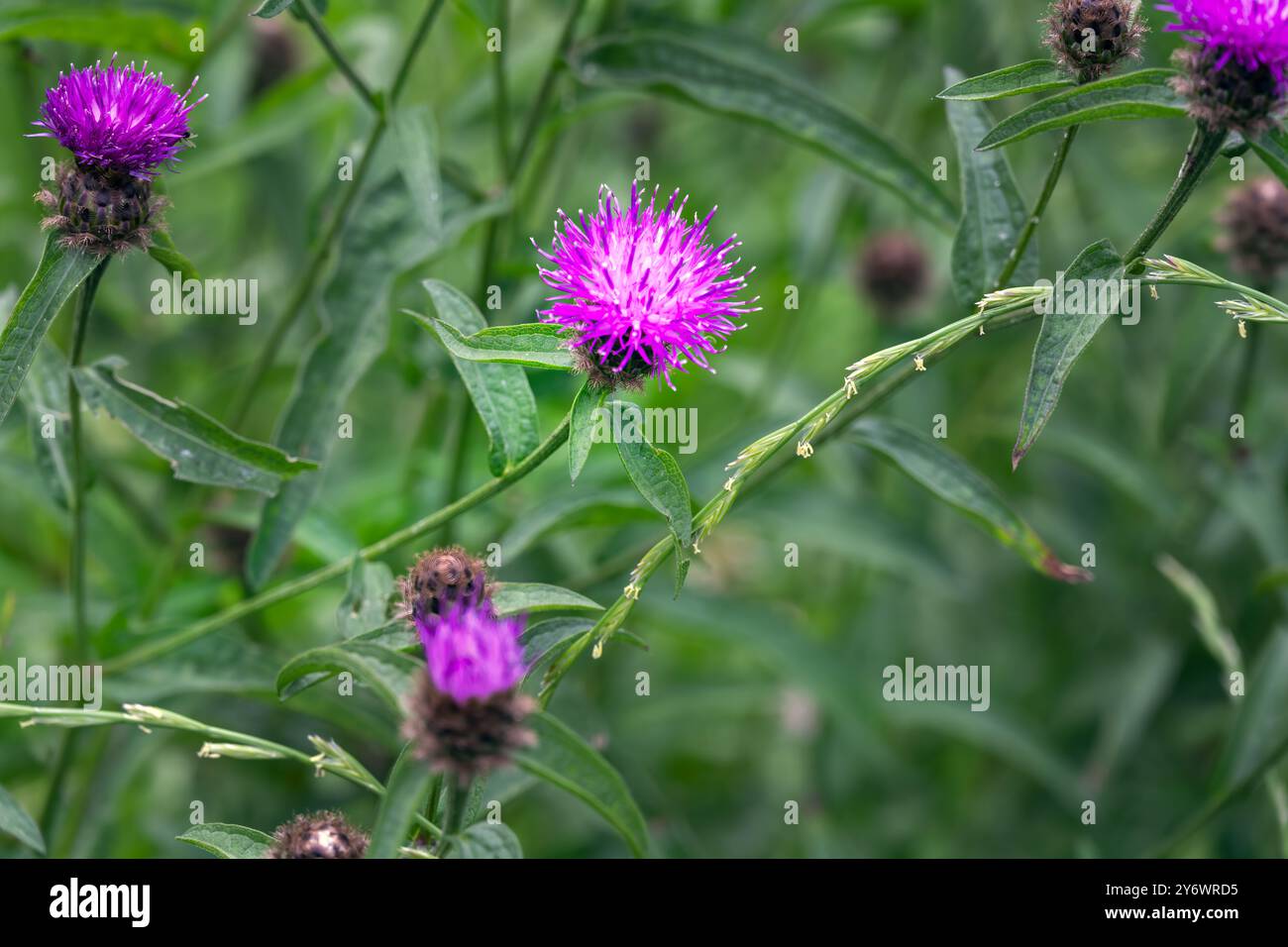 Purple flower of Centaurea nigra or black knapweed in summer, close up ...