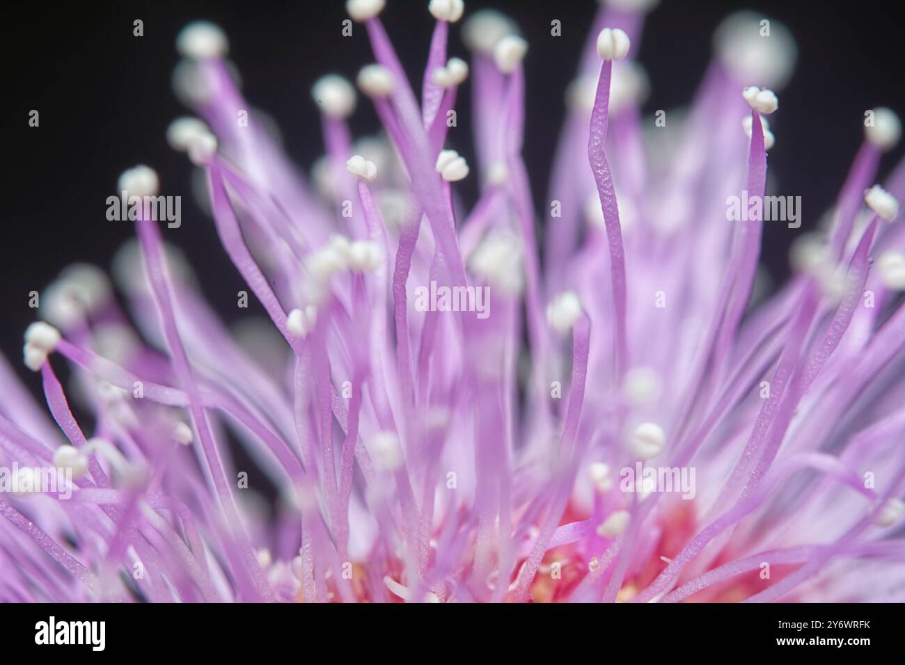 Leafy green calyx hi-res stock photography and images - Alamy