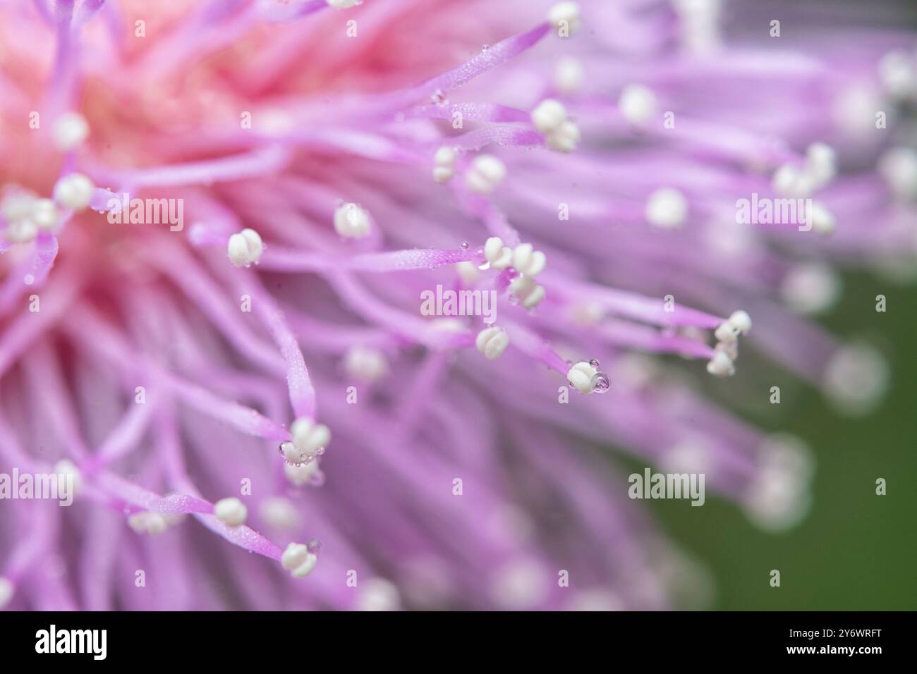 Leafy green calyx hi-res stock photography and images - Alamy