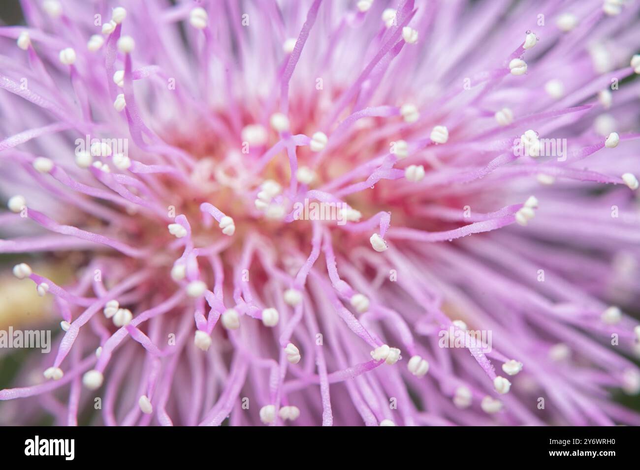Leafy green calyx hi-res stock photography and images - Alamy