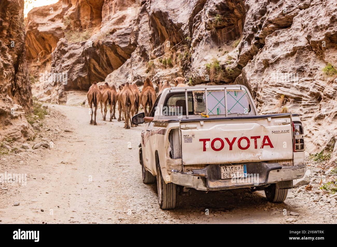 WADI LAJAB, SAUDI ARABIA - NOVEMBER 25, 2021: Pick up truck and camels ...