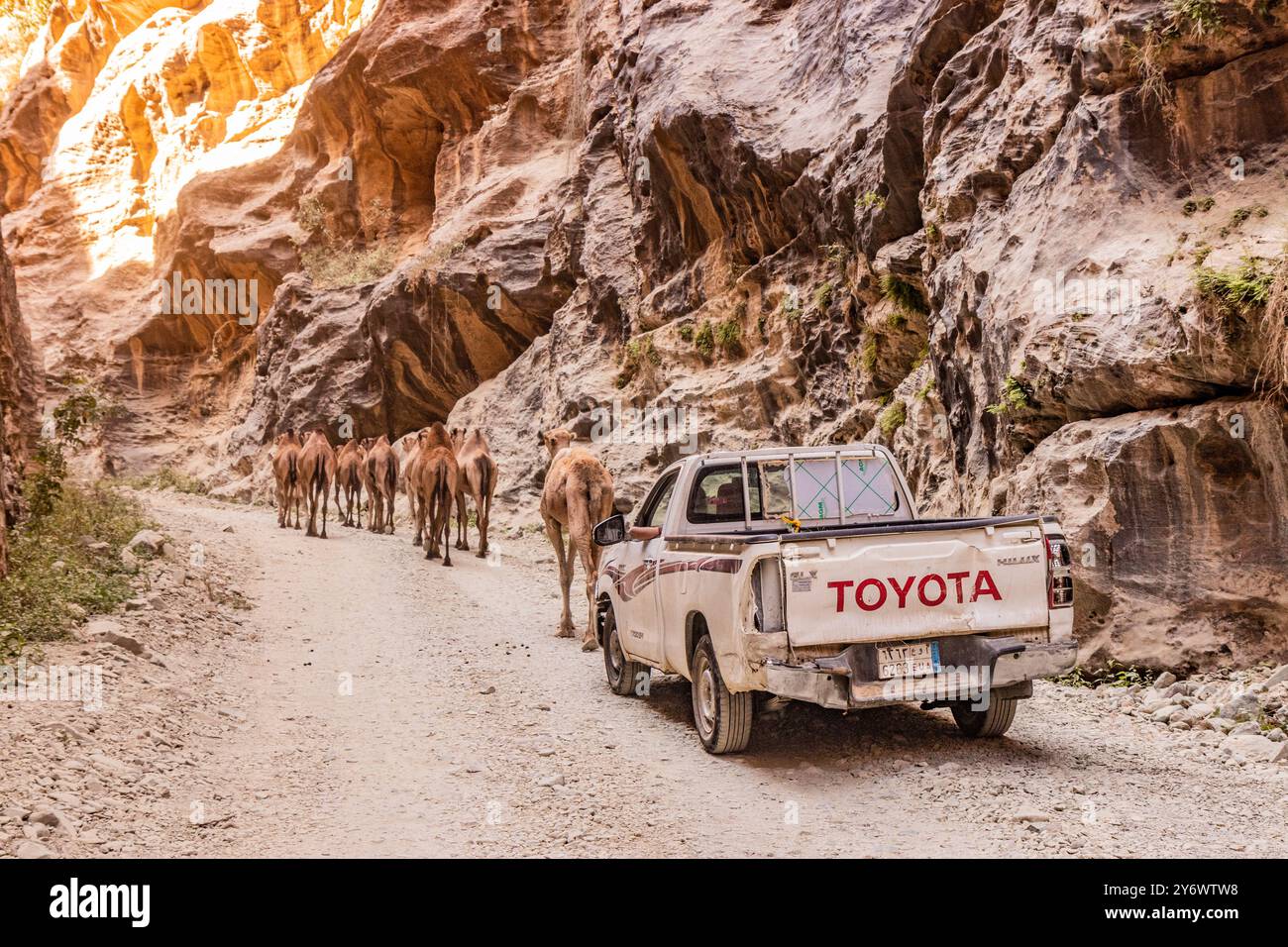 WADI LAJAB, SAUDI ARABIA - NOVEMBER 25, 2021: Pick up truck and camels ...