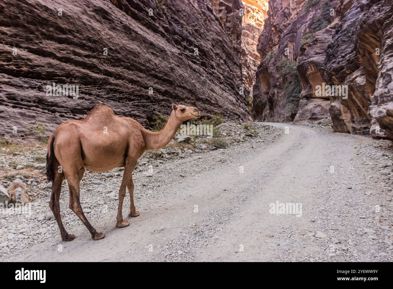 Camel in Wadi Lajab canyon, Saudi Arabia Stock Photo - Alamy