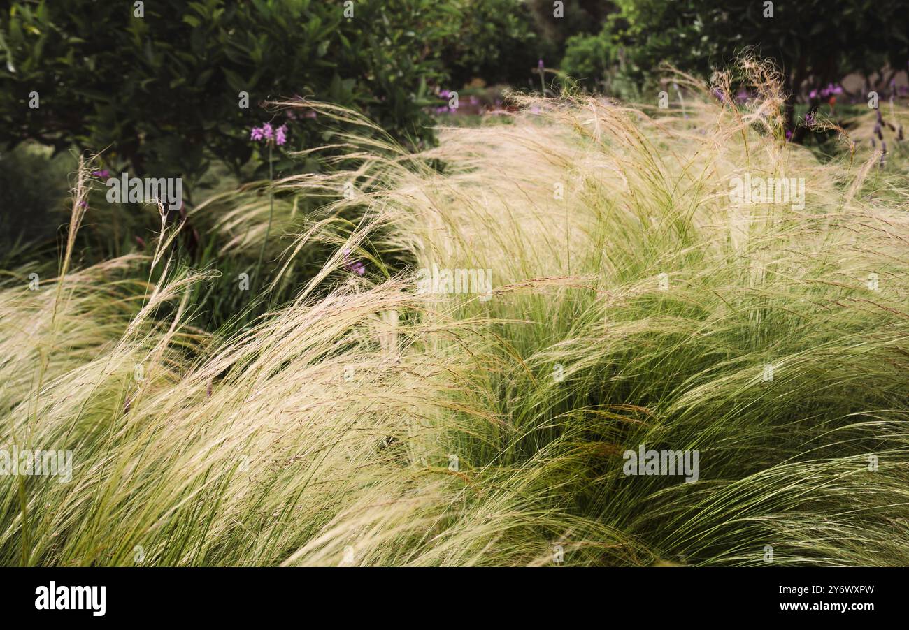 Wispy ornamental grasses blowing in the breeze in the sunshine, (Stipa ...