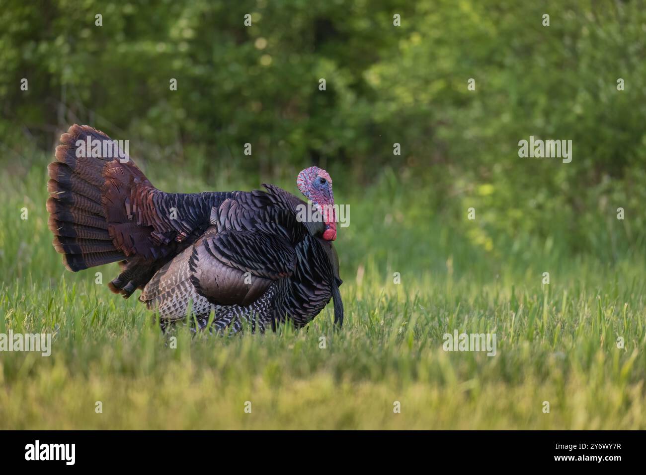 Purple and green turkey tail hi-res stock photography and images - Alamy