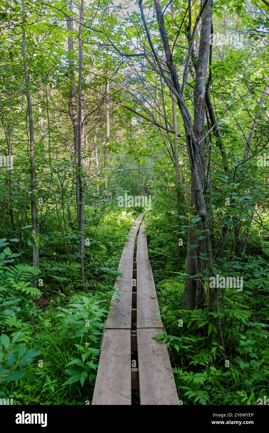 Wooden boardwalk through dense hi-res stock photography and images - Alamy
