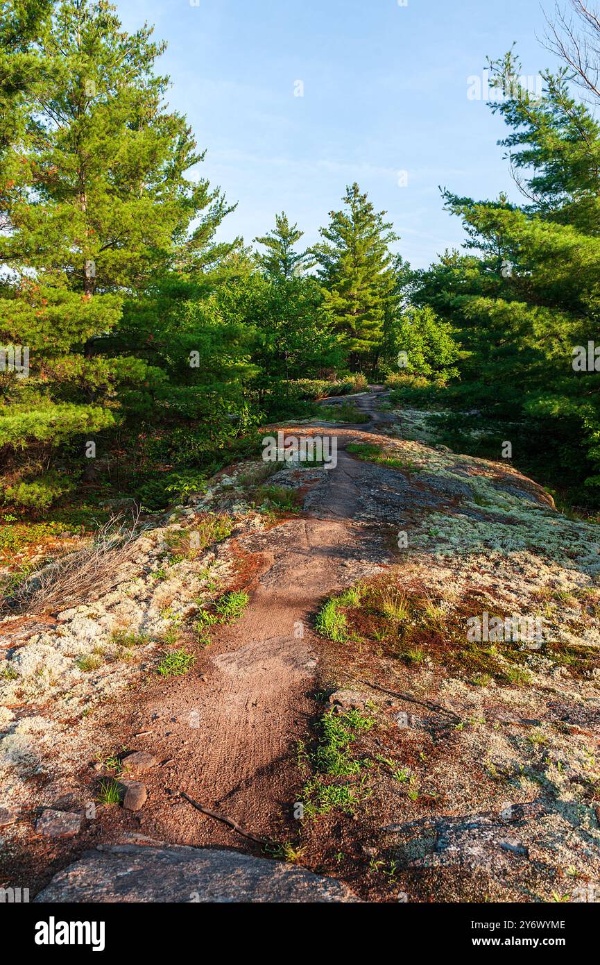 Bike trails through forest hi-res stock photography and images - Alamy