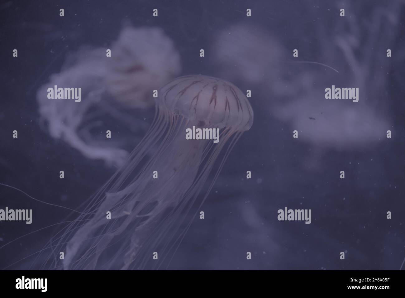 Jellyfish are mesmerizing marine creatures with bell-shaped bodies and ...