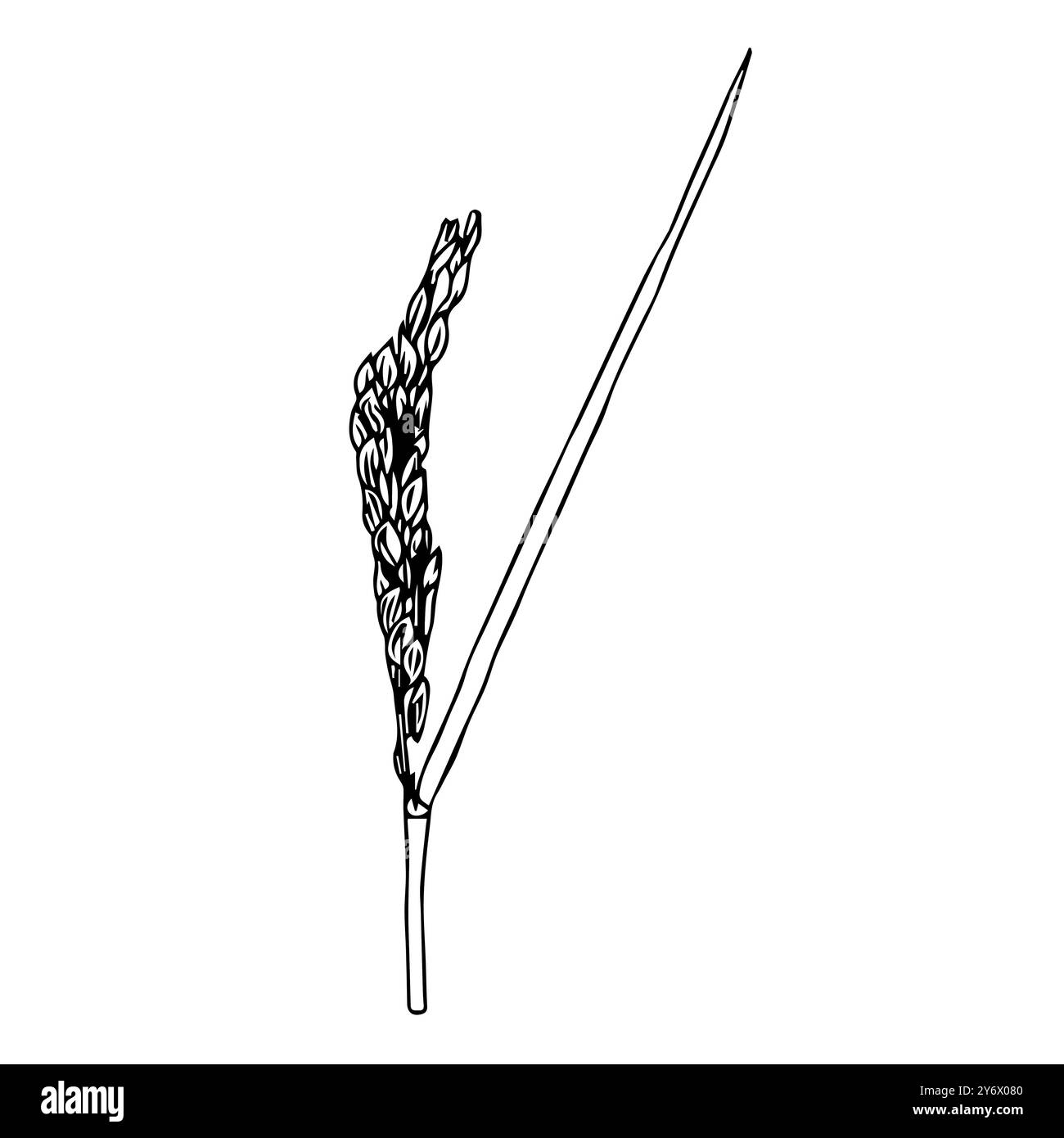 Rice ear in doodle style. Vector illustration isolated on white ...