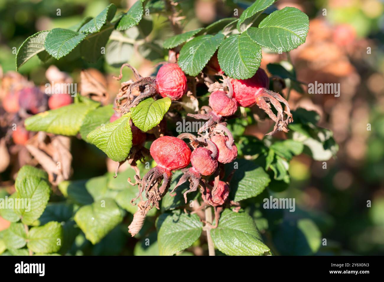 Rugosa rose hi-res stock photography and images - Alamy