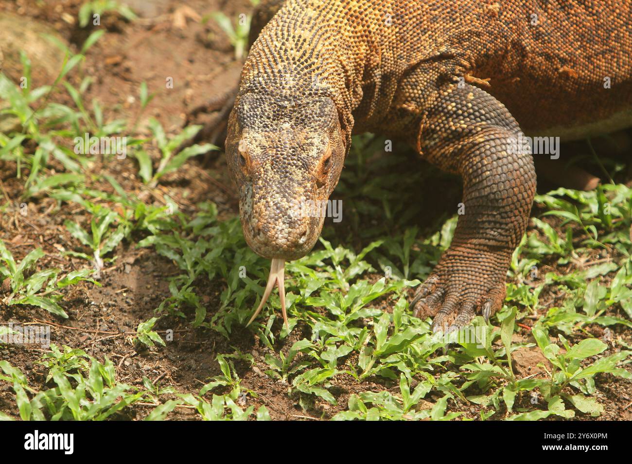 a young Komodo dragon crawling on the grass while sticking out its ...