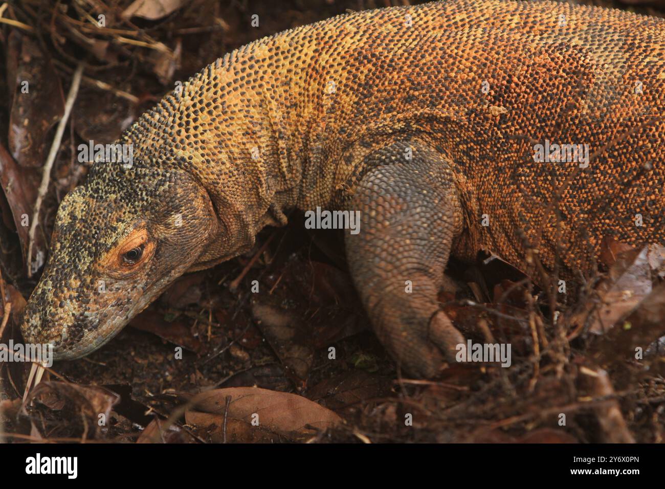 a young Komodo dragon crawling on the grass while sticking out its ...