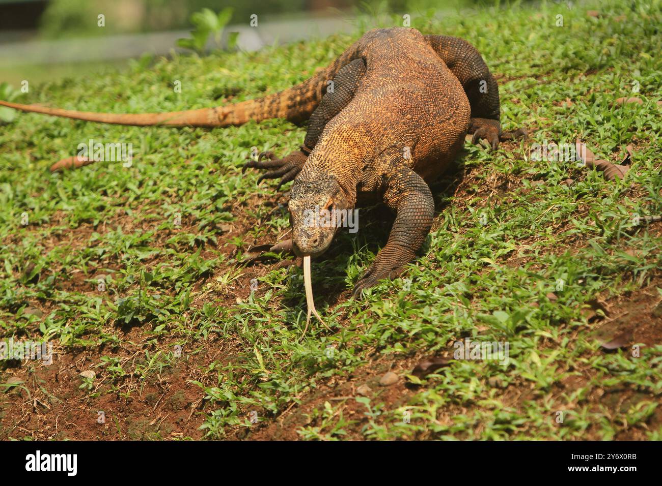 a young Komodo dragon crawling on the grass while sticking out its ...