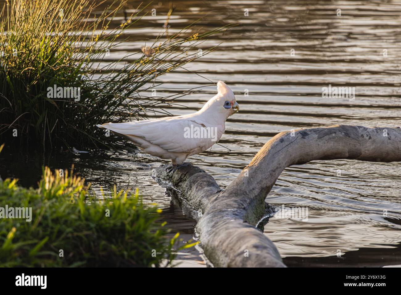 A Little Corella having a drink of water by a lake Stock Photo - Alamy