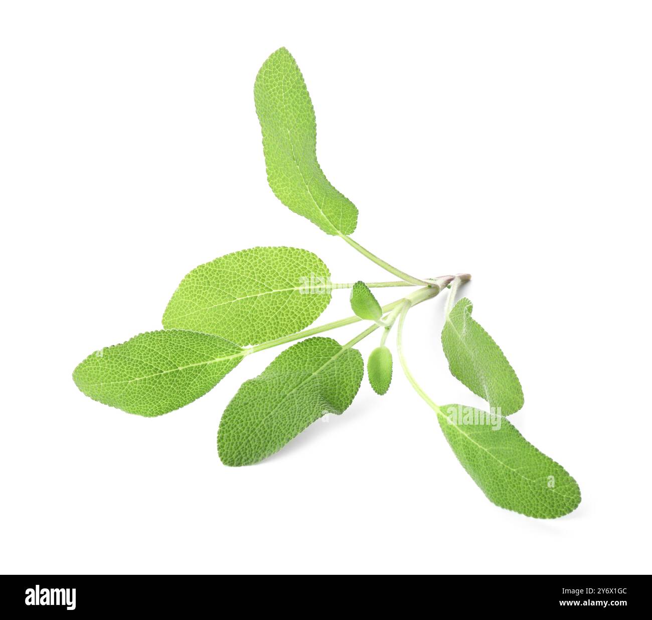 Branch of sage plant with green leaves isolated on white Stock Photo ...