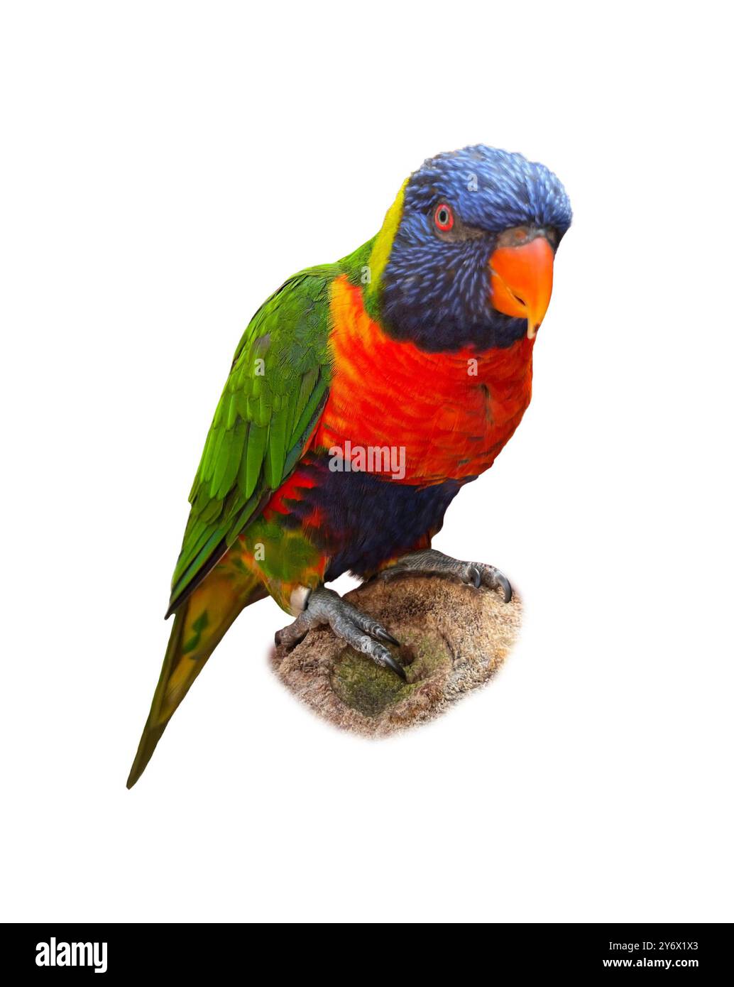 Beautiful rainbow lorikeet on white background. Exotic bird Stock Photo ...