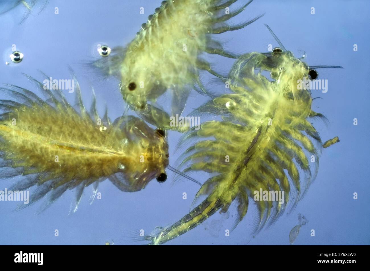 Brine shrimp sea monkeys hi-res stock photography and images - Alamy