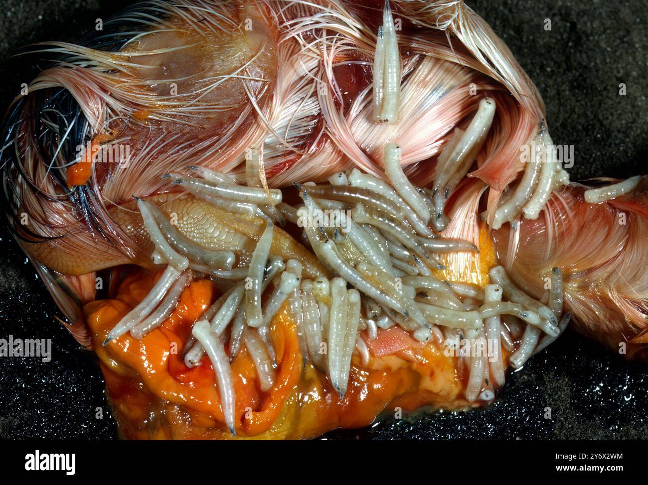 Musca domestica larvae hi-res stock photography and images - Alamy