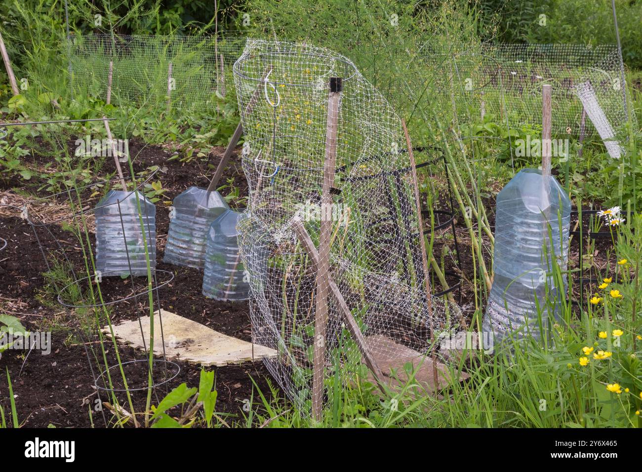 Vegetable plants growing in cloche made of white plastic fishnet and ...