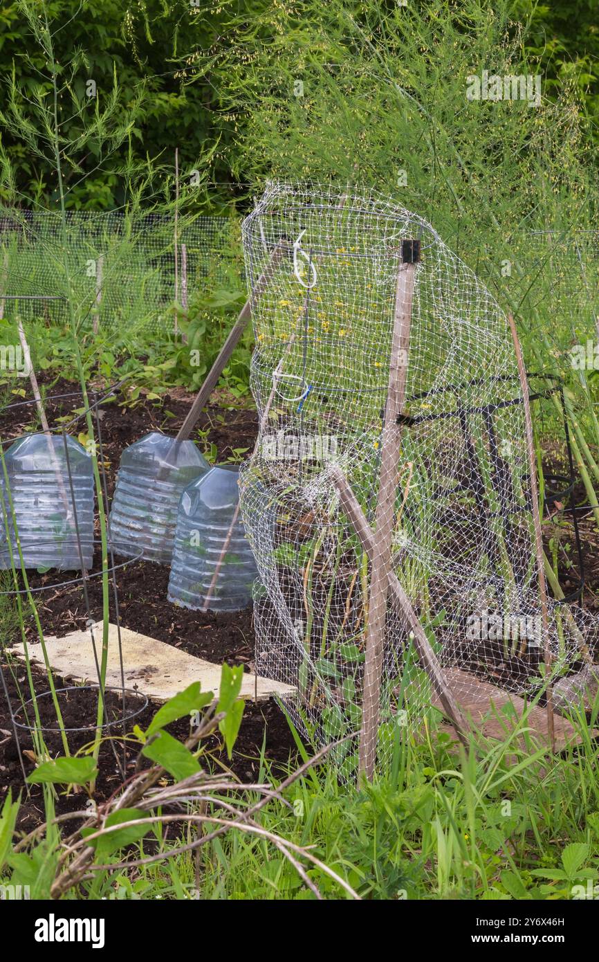 Vegetable plants growing in cloche made of white plastic fishnet and ...