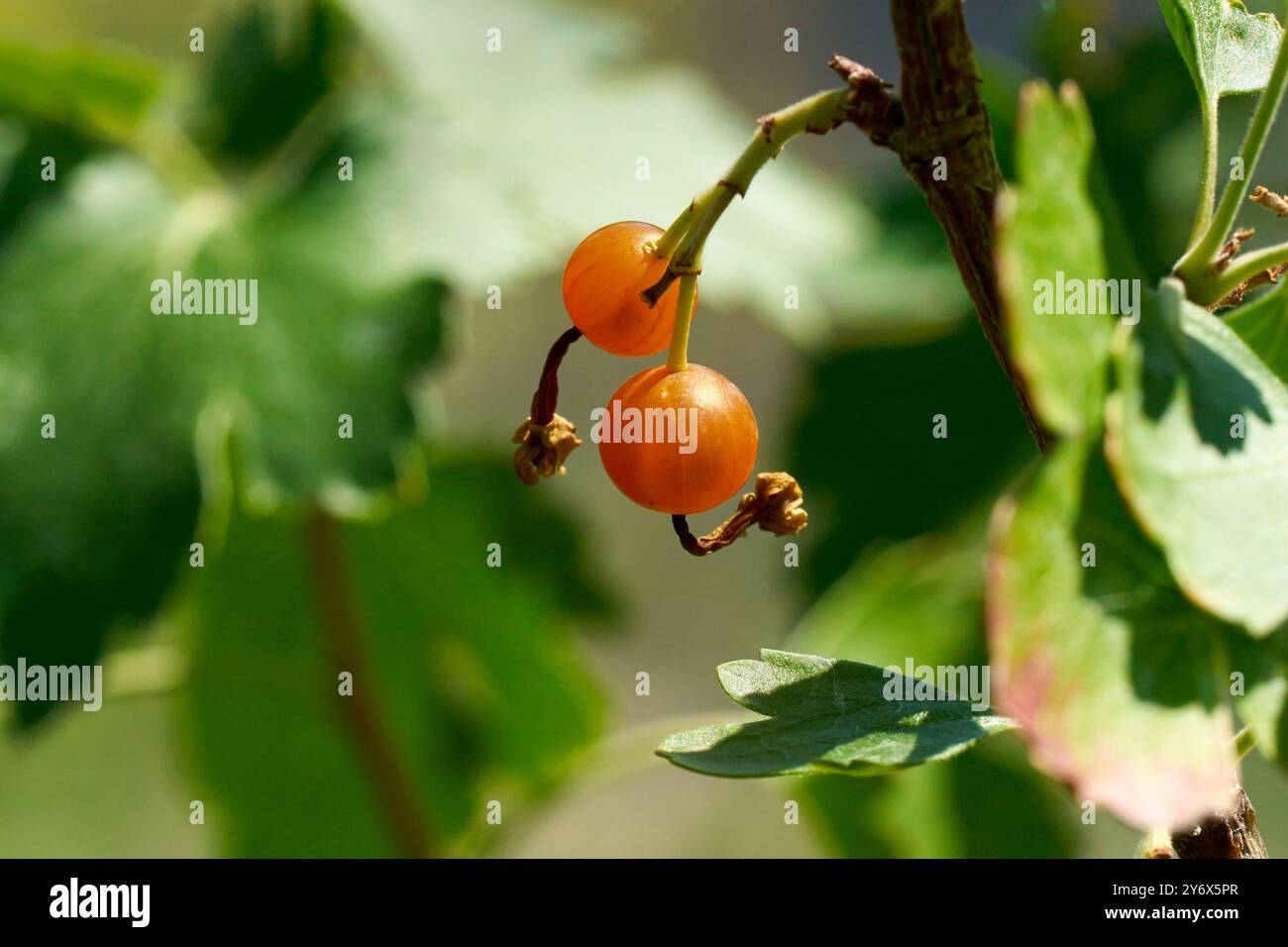 Golden Currant fruits Stock Photo - Alamy