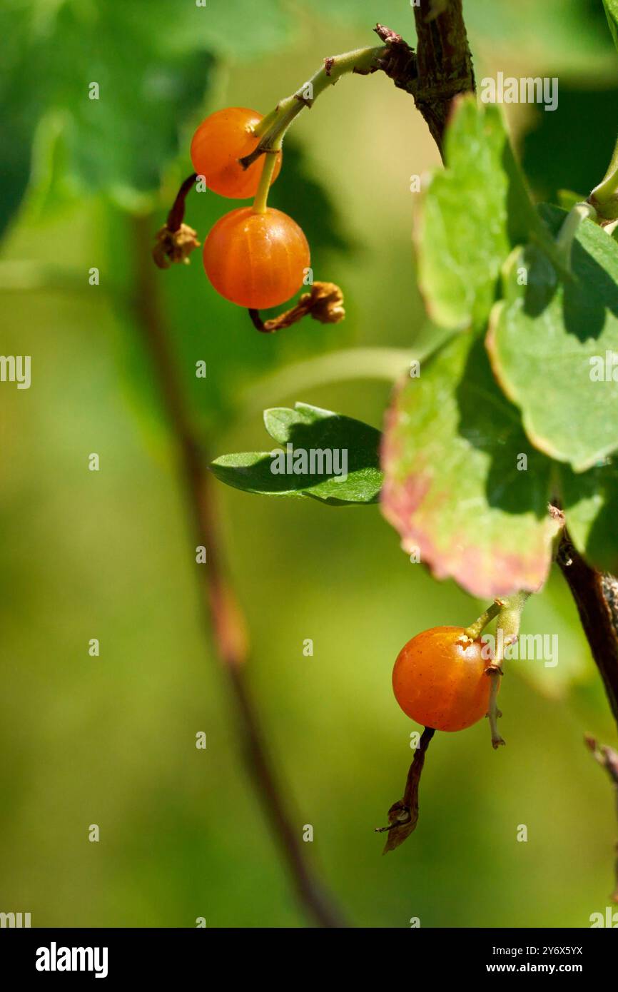 Golden Currant Fruits Stock Photo - Alamy