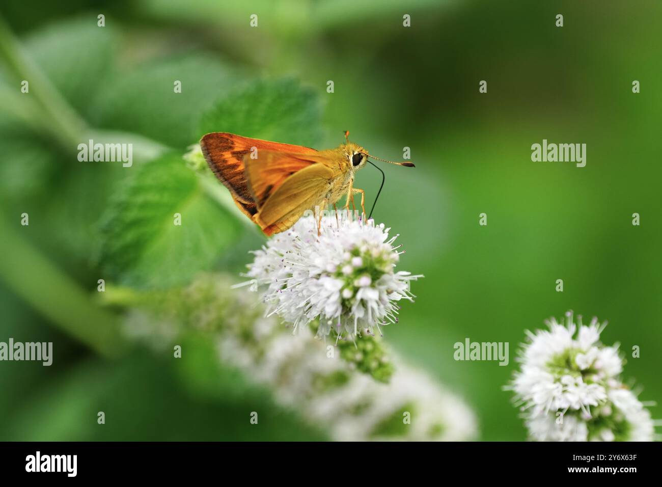 Woodland skipper visiting spearmint - side view Stock Photo - Alamy
