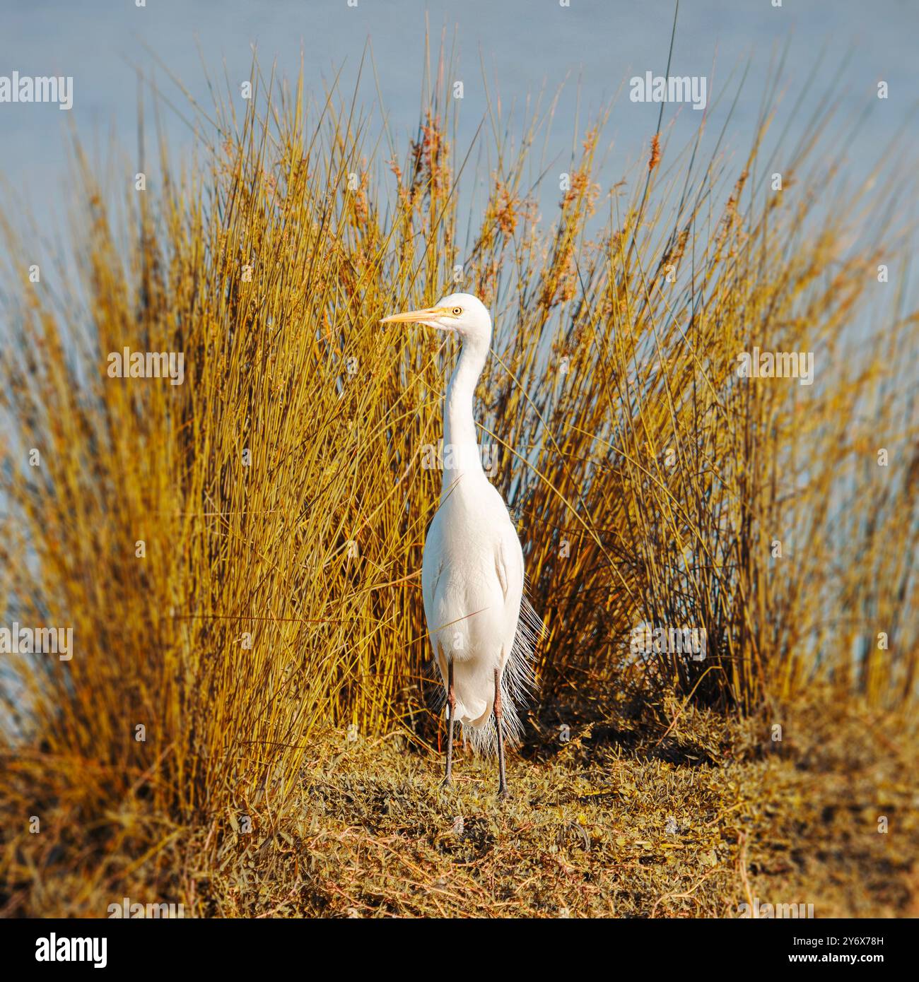 The plumed egret is a species of heron native to Australia and Oceania ...