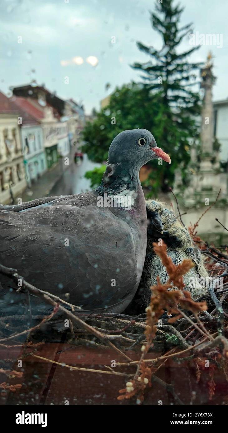 Baby robin pigeon hi-res stock photography and images - Alamy