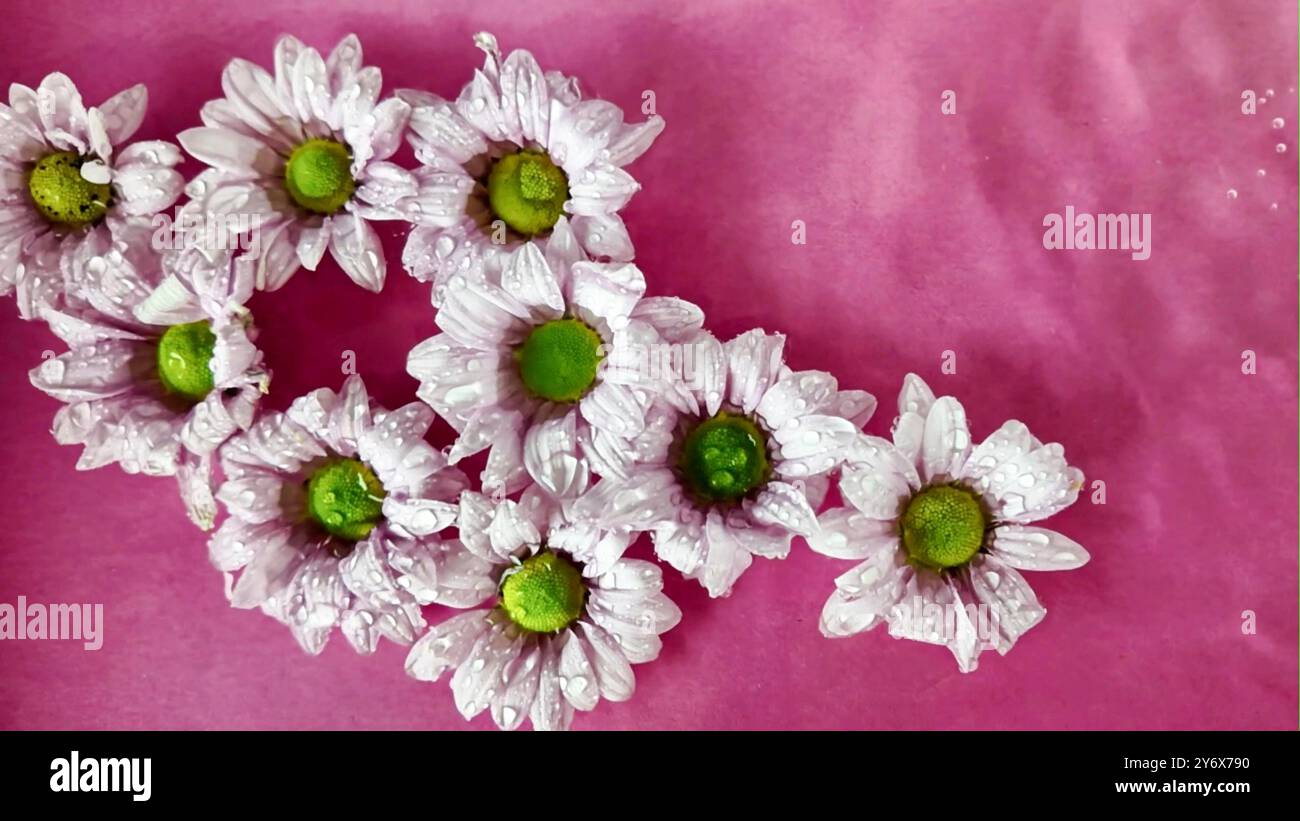 Tiny chrysanthemum flowers floating in water. Chrysanthemum flowers ...