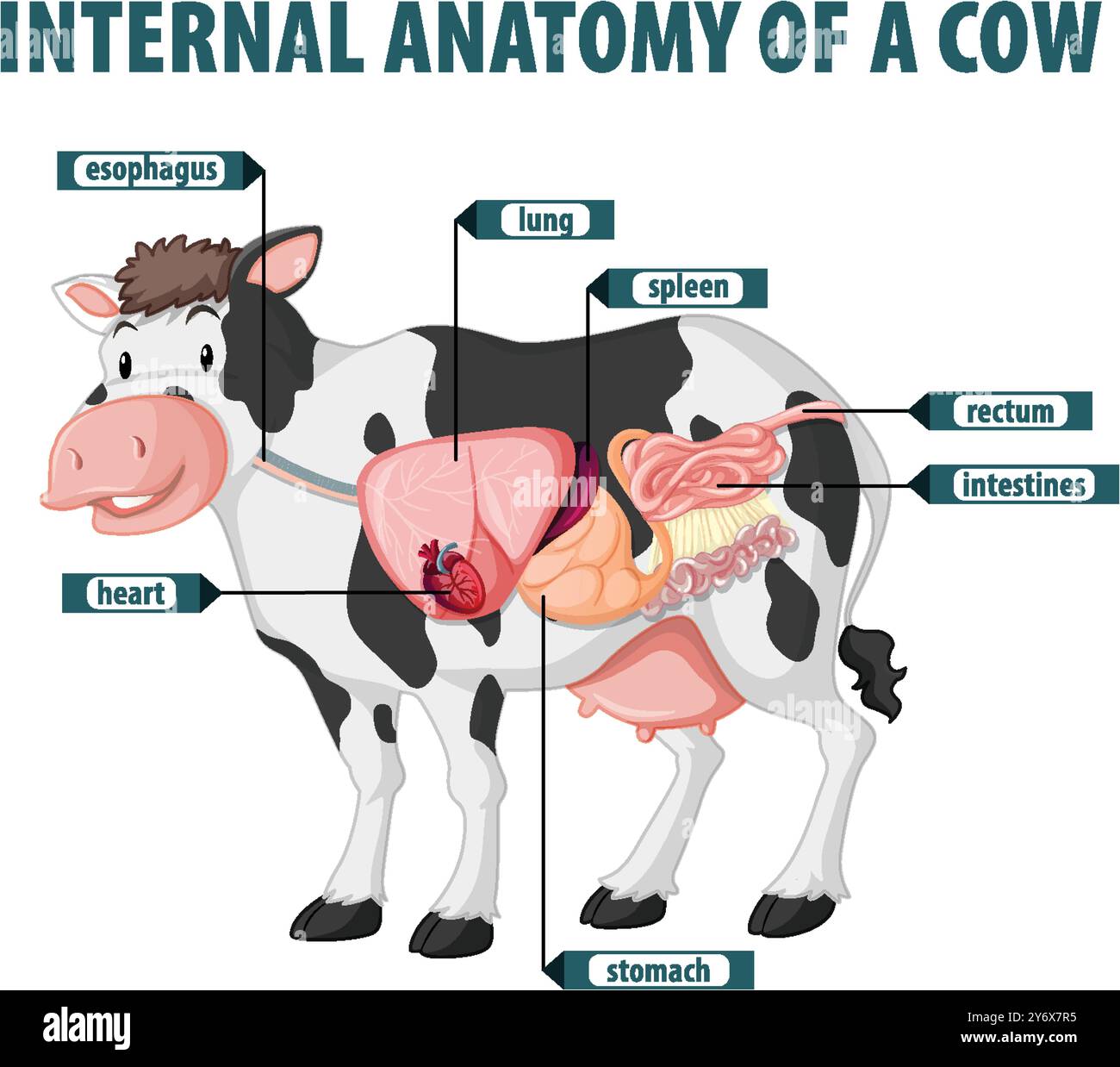 Labeled diagram of cow's internal organs Stock Vector Image & Art - Alamy