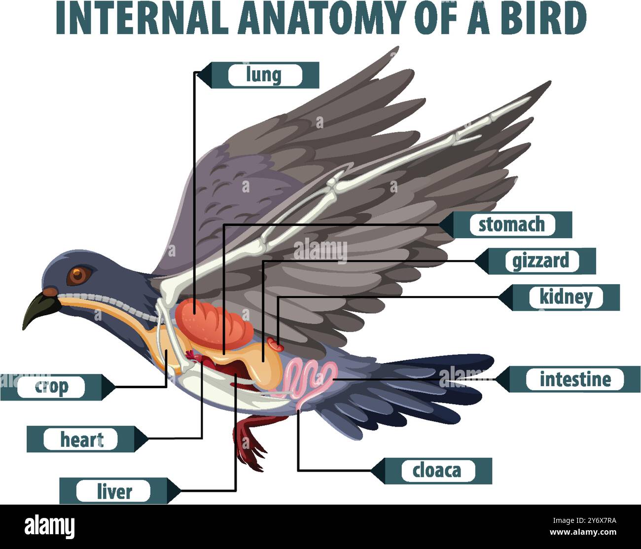 Detailed illustration of bird's internal organs Stock Vector Image ...