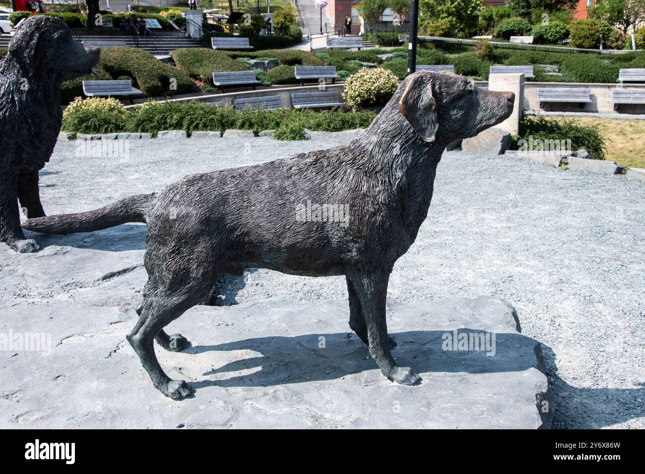 Statue of a Labrador retriever dog in downtown St. John's, Newfoundland ...