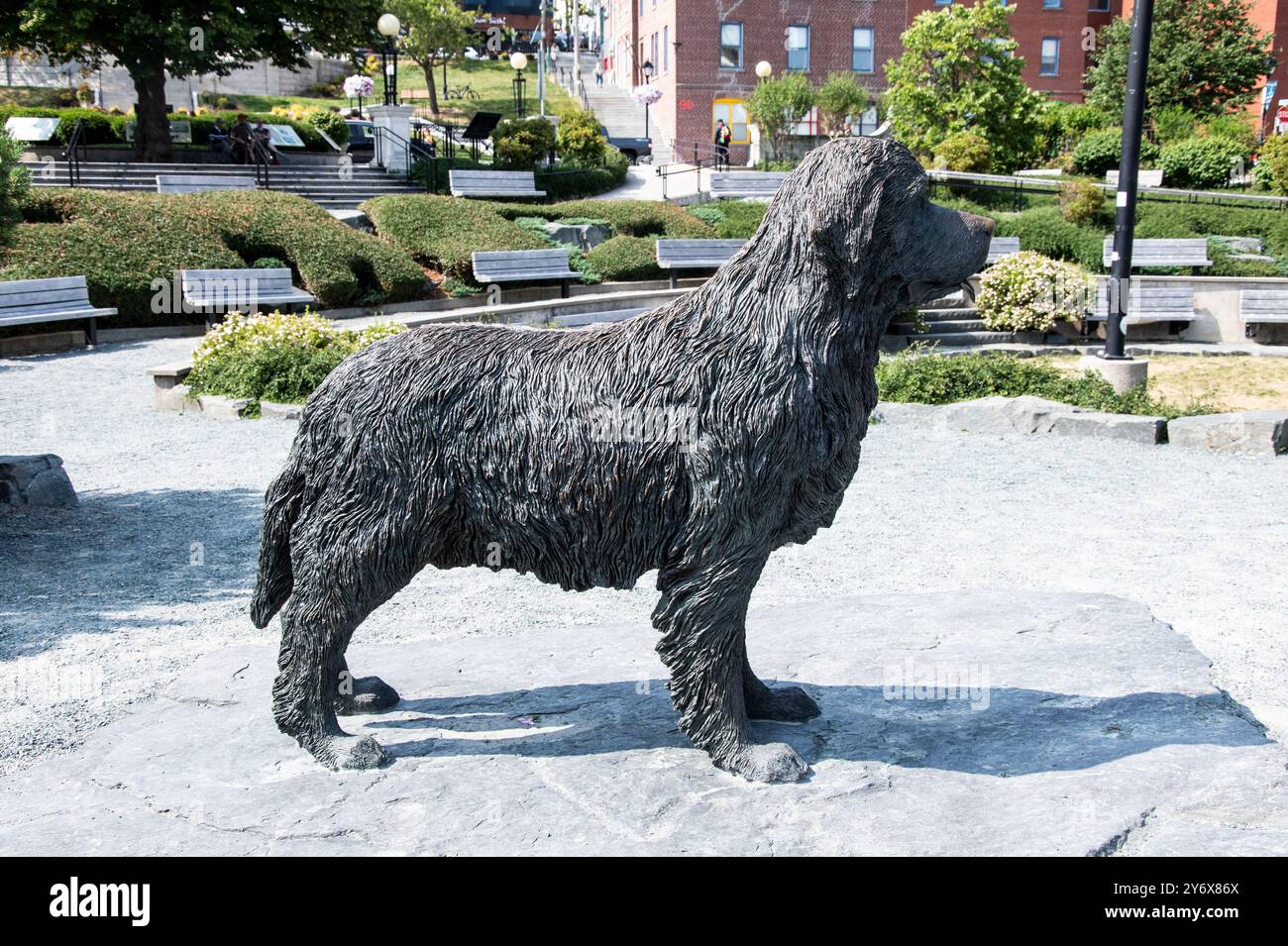 Statue of a Newfoundland dog in downtown St. John's, Newfoundland ...