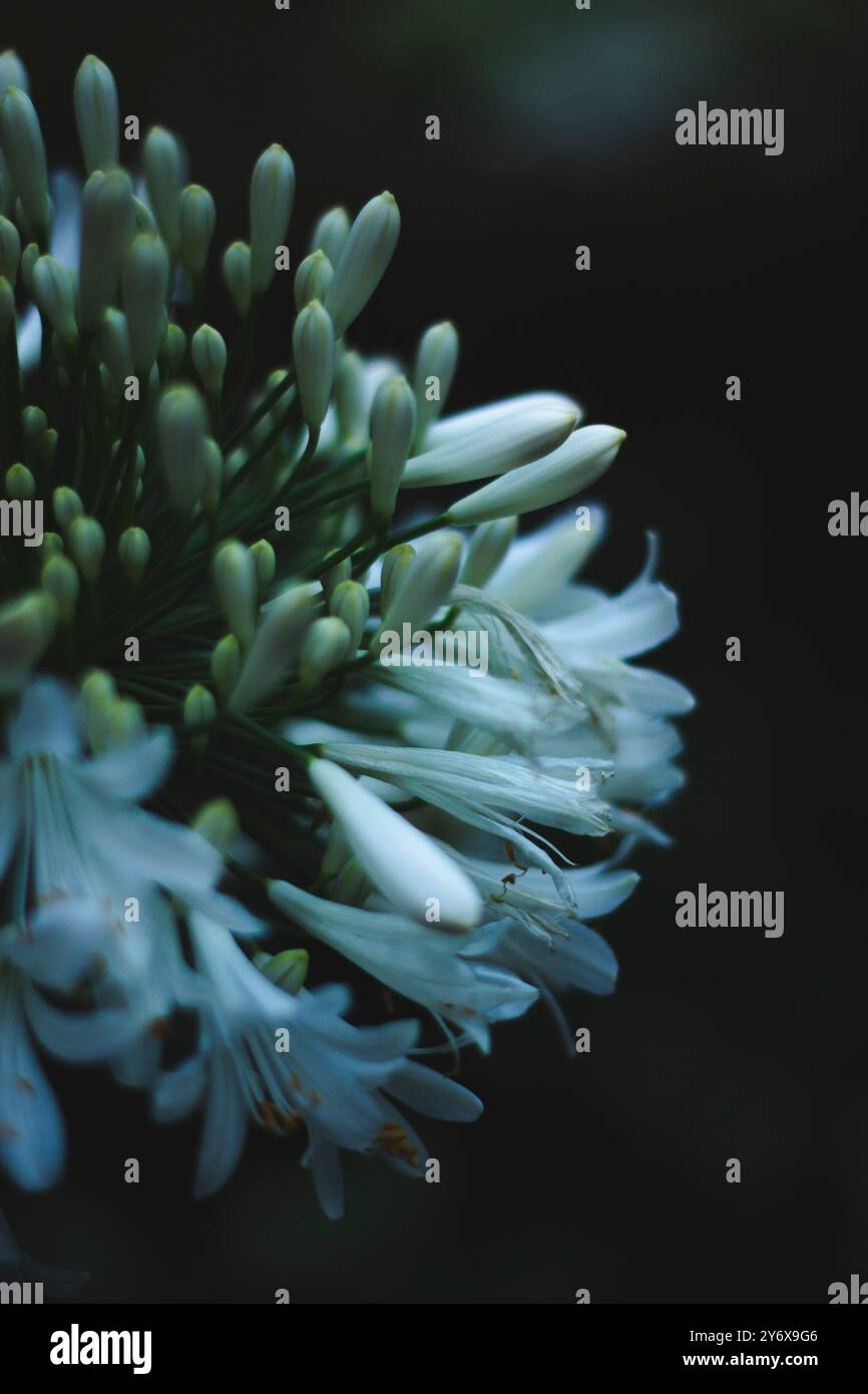 Nocturnal blooming hi-res stock photography and images - Alamy