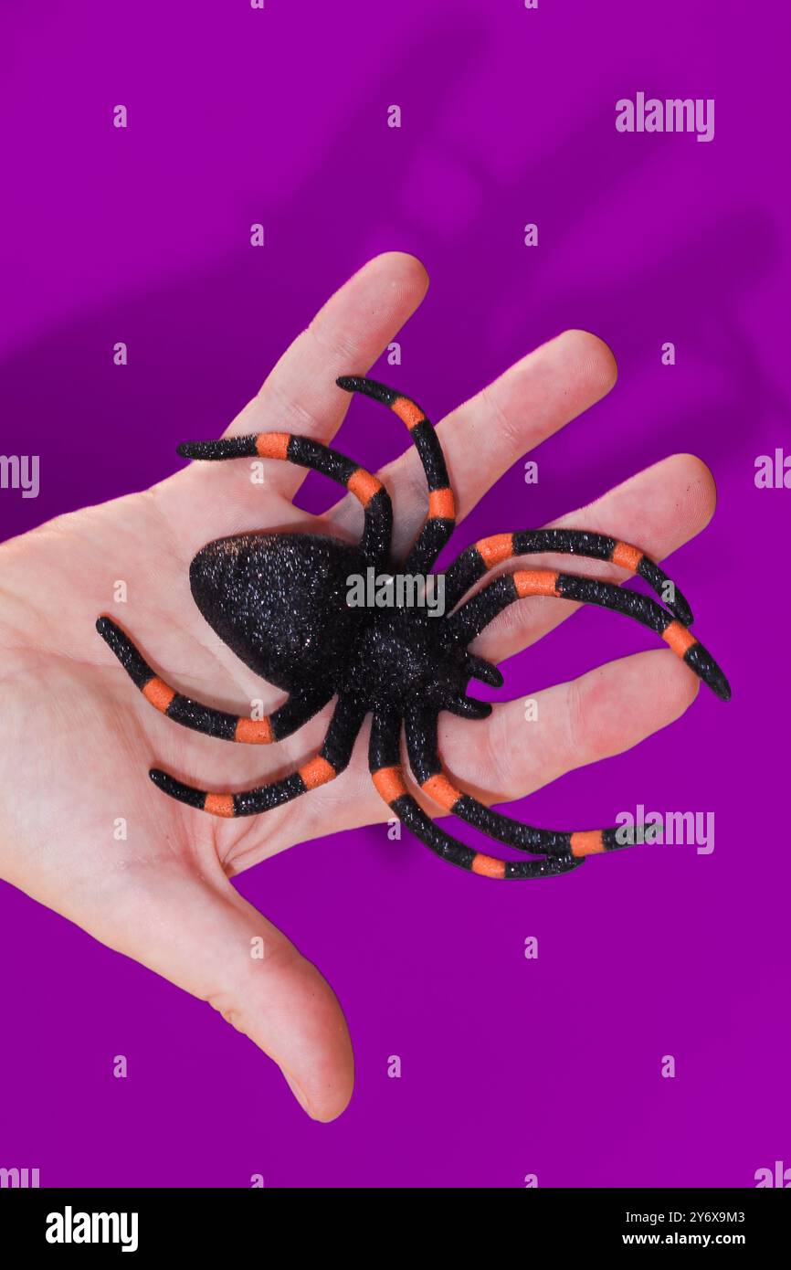 Hand holding Halloween spider decoration with purple background Stock ...