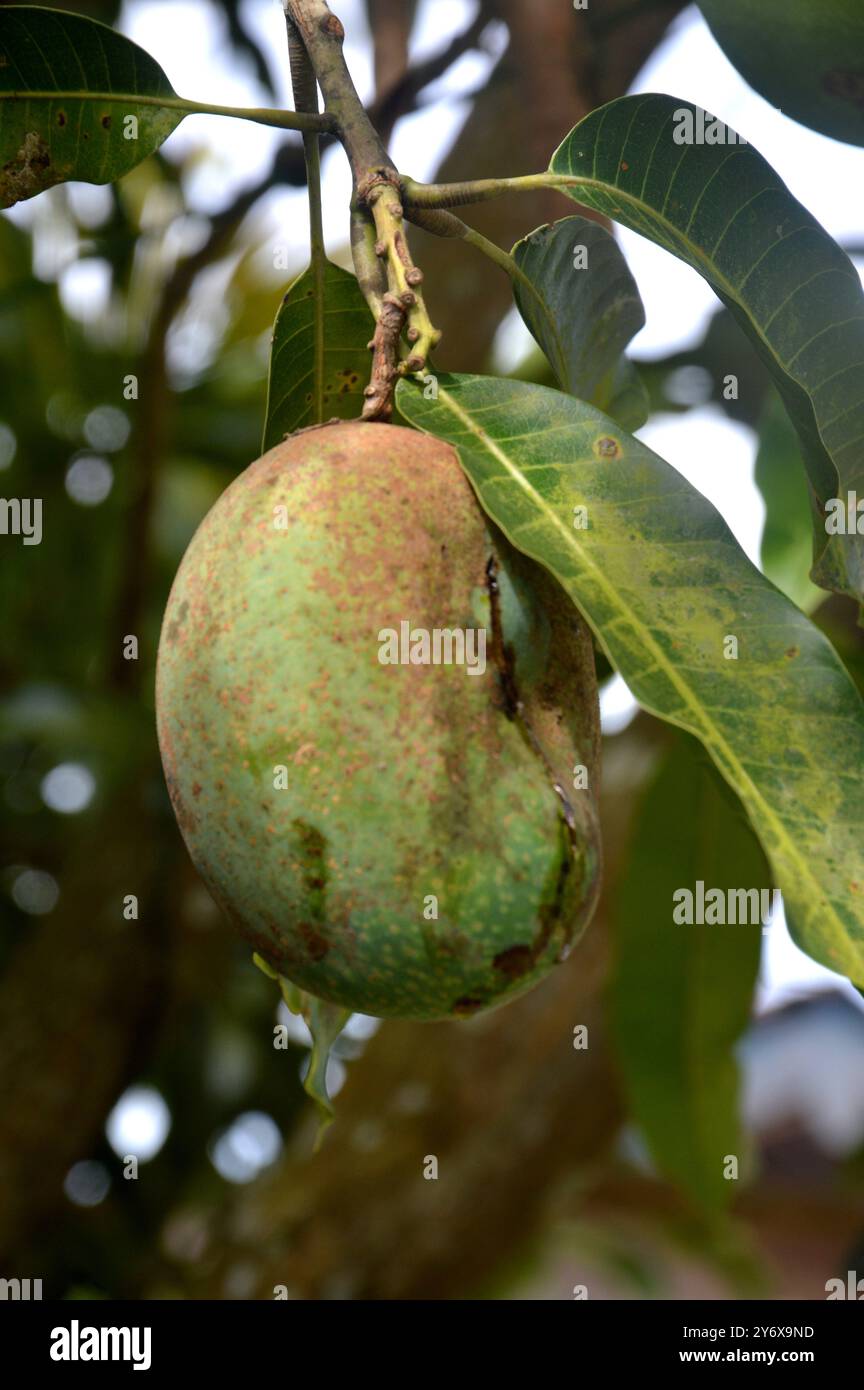 green mango fruit in tree Stock Photo - Alamy