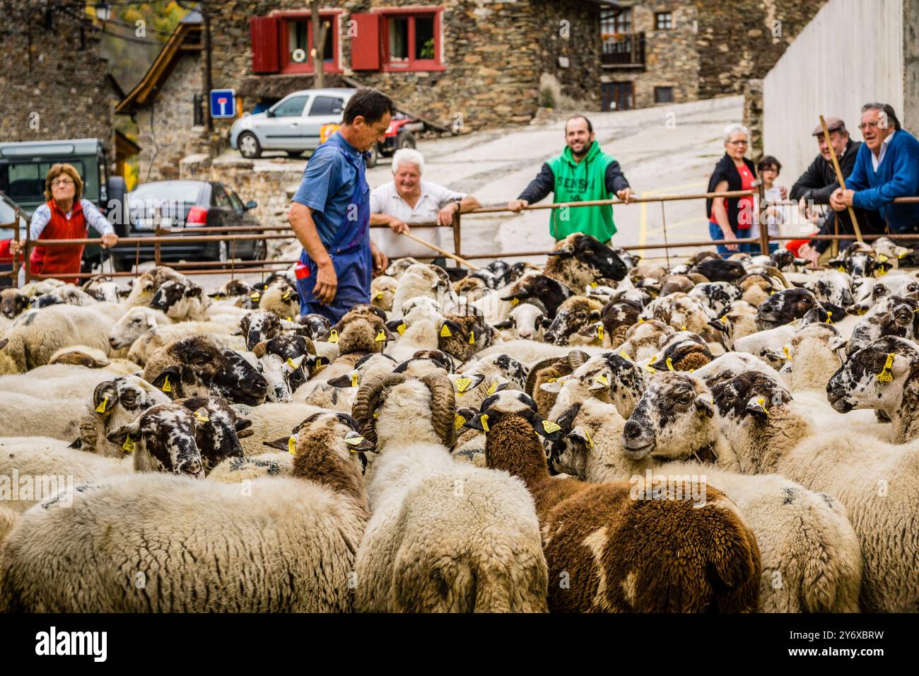 collection of a herd of Aranese sheep, Bausen, Aran valley, catalunya ...