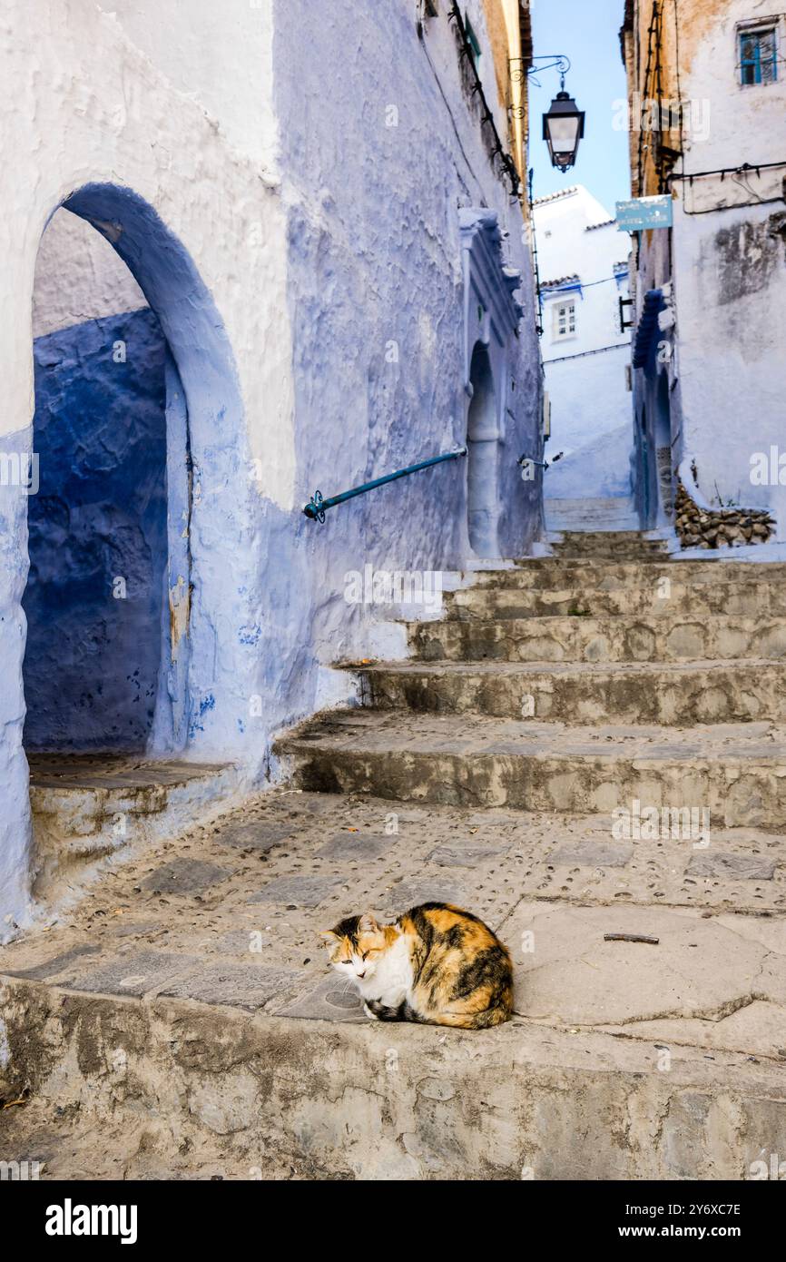 cat in a blue alley, Chefchauen, -Chauen-, Morocco, north of Africa ...