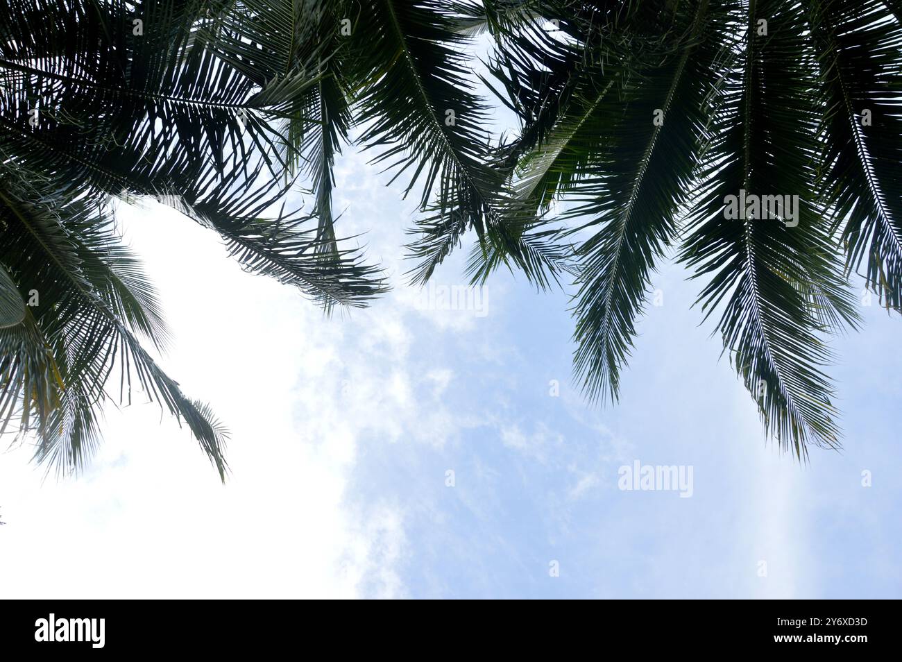 coconut tree agaist blue sky Stock Photo - Alamy