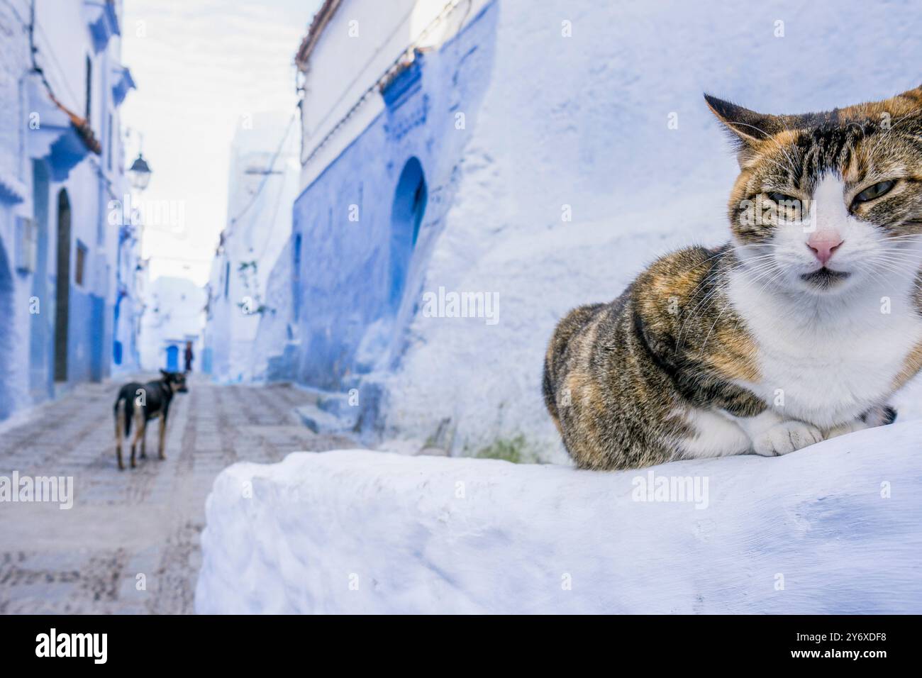 cat in a blue alley, Chefchauen, -Chauen-, Morocco, north of Africa ...